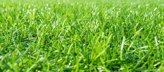 Artificial Grass Carpet Dubai: Perfect for Indoor & Outdoor Spaces